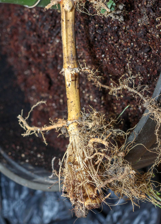 Bamboo Removal | Artistic Bamboo